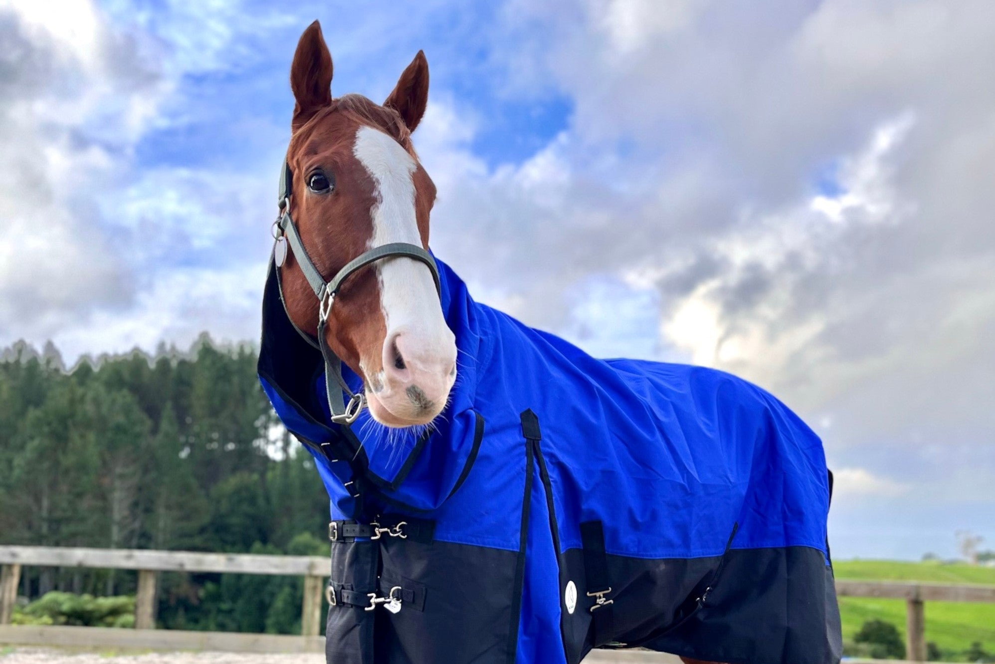 Your horse's rug fit matters - an equine bodyworker explains – NZ Tack ...