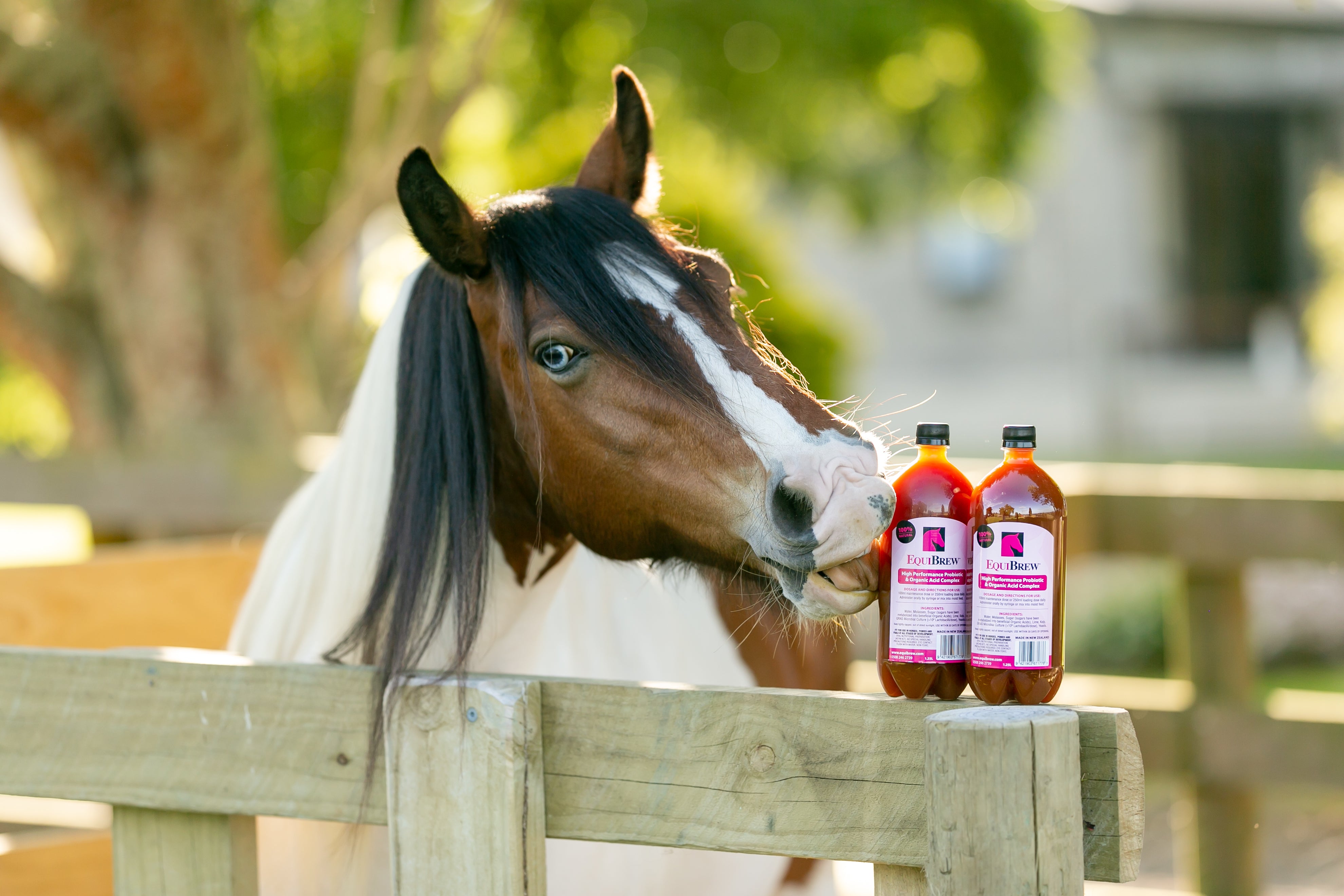 Equine Supplements at NZ Tack. Shop Quality Supplements for Horses ...