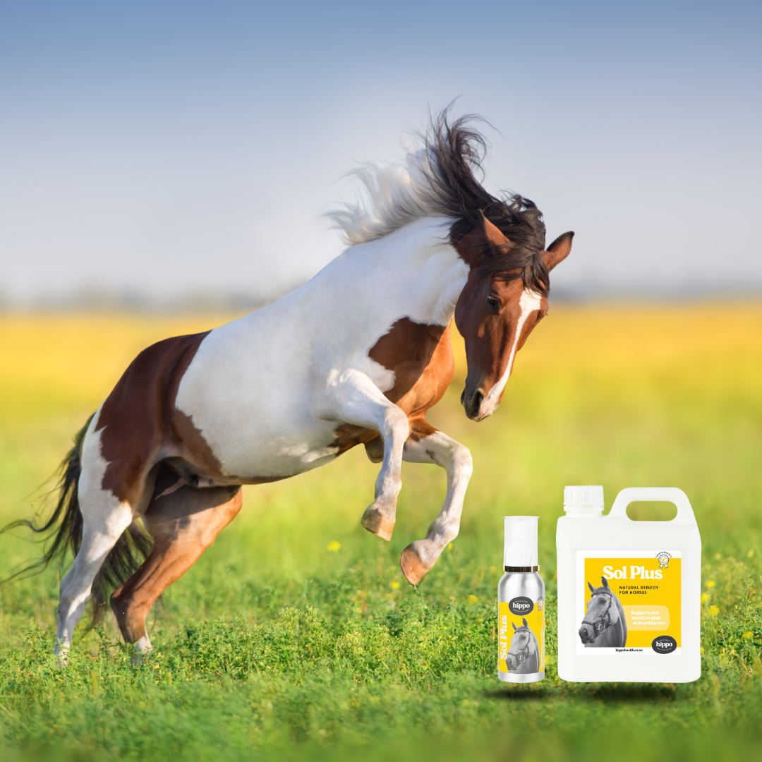 Hippo Health Products for Horses. Natural Support for your horse. – NZ ...