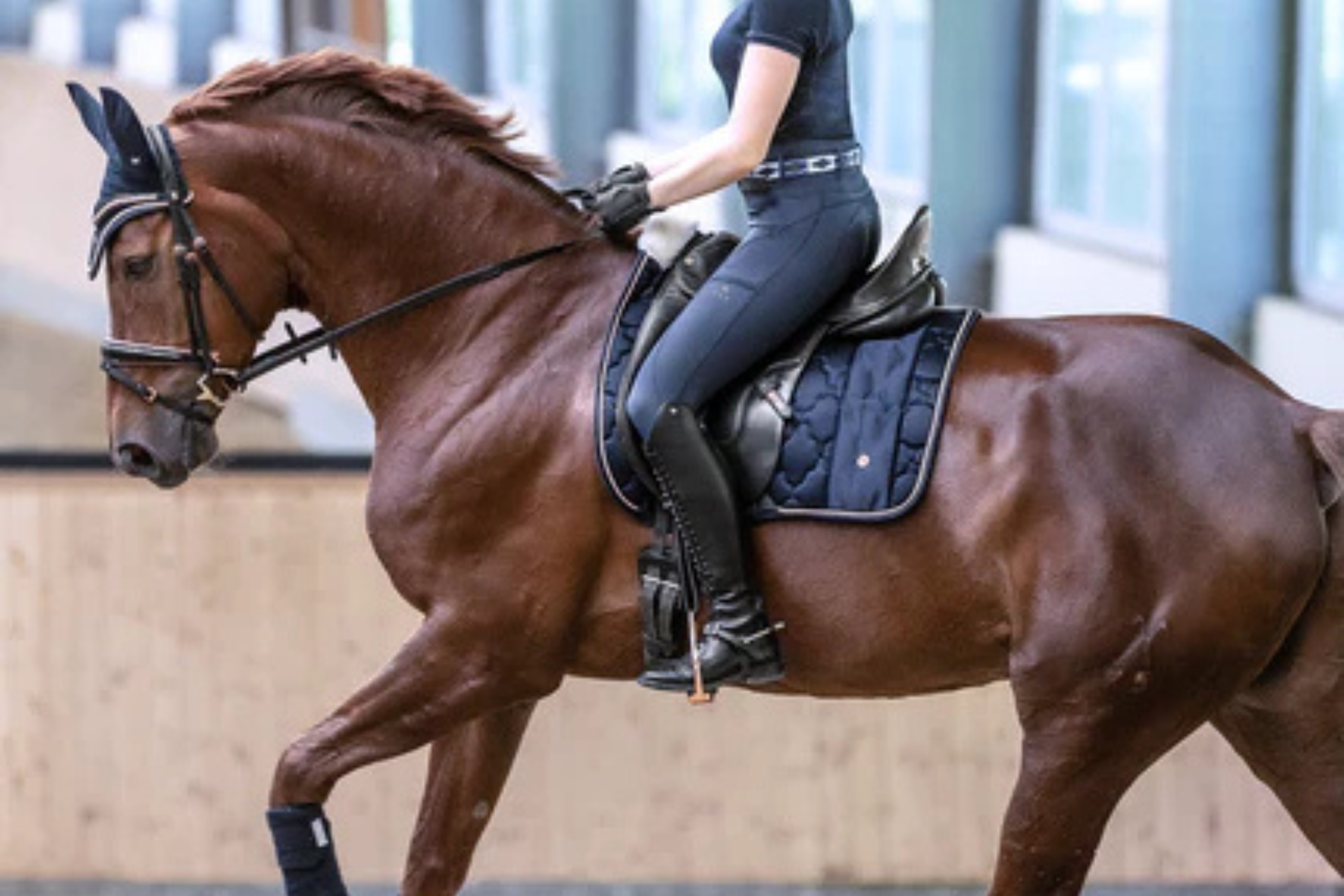 Waldhausen equestrian products. German products for horse & rider – NZ ...