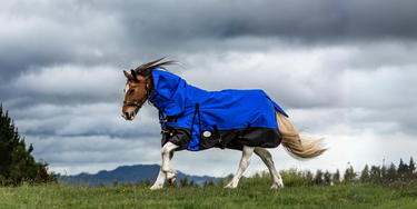 Shop nztack's extensive range of premium equestrian goods.