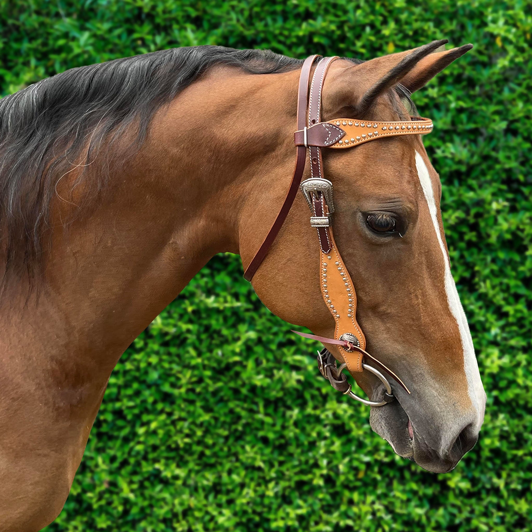 Ezy Ride Bridle Brow with Dots and Silver Buckle – NZ Tack Saddlery Co