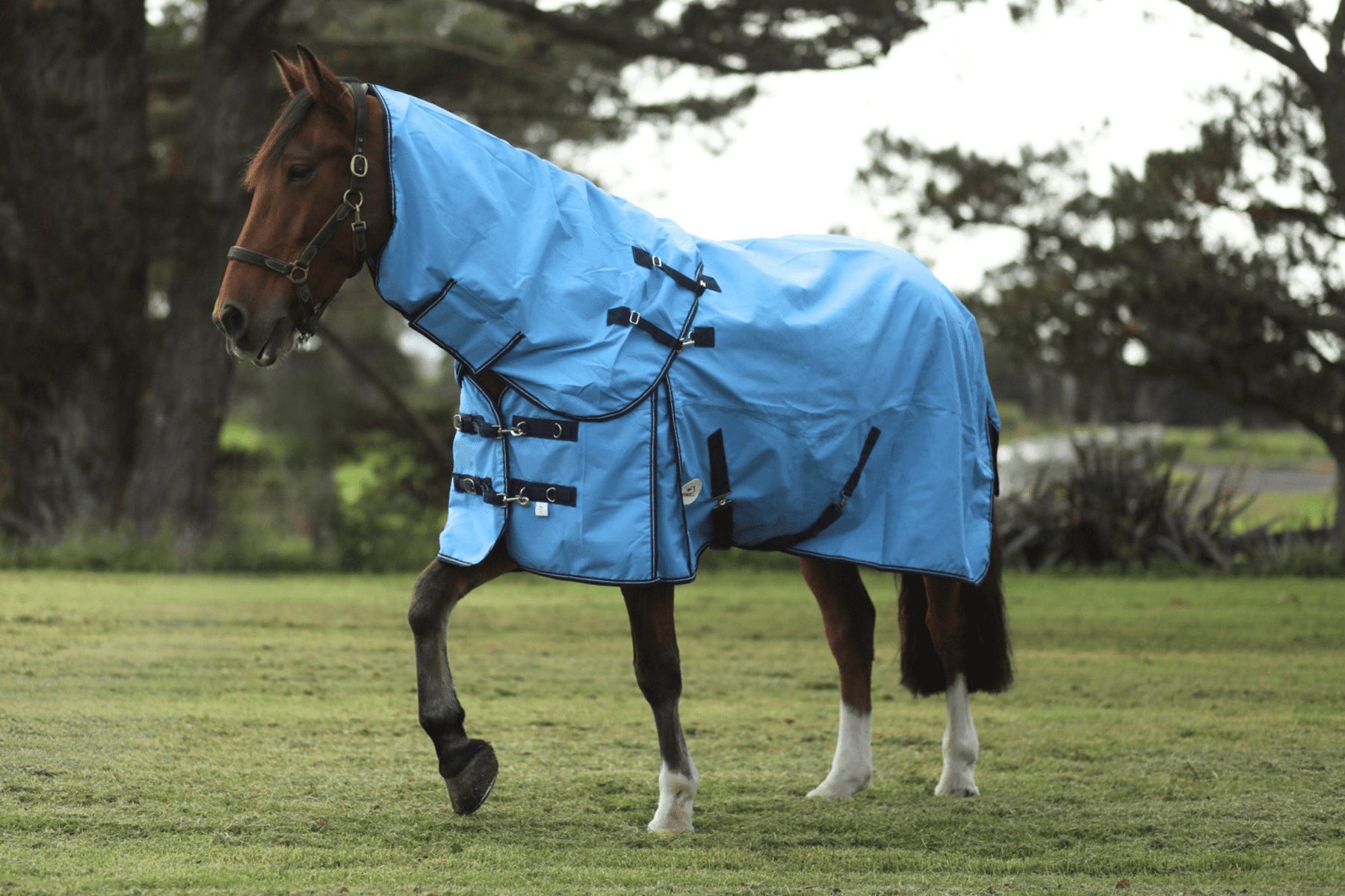 Shop nztack's extensive range of premium equestrian goods.